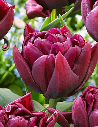 Spring Tulip Subscription (CSA) 2025 – My Store